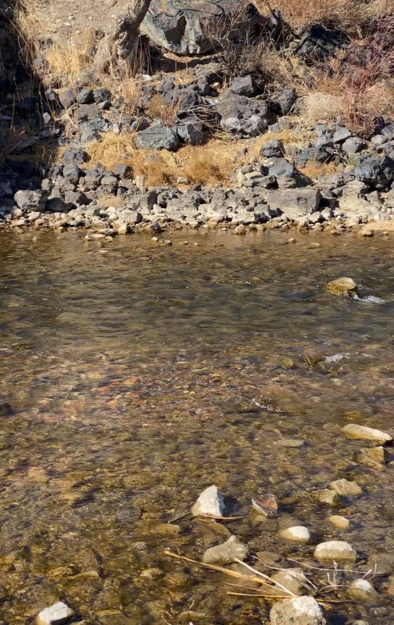 The Spawn is On - Angler's Covey