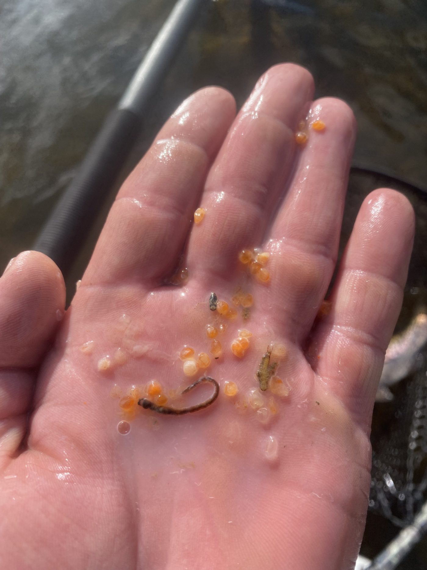 Bug of the Month ... the Egg Pattern! - Angler's Covey