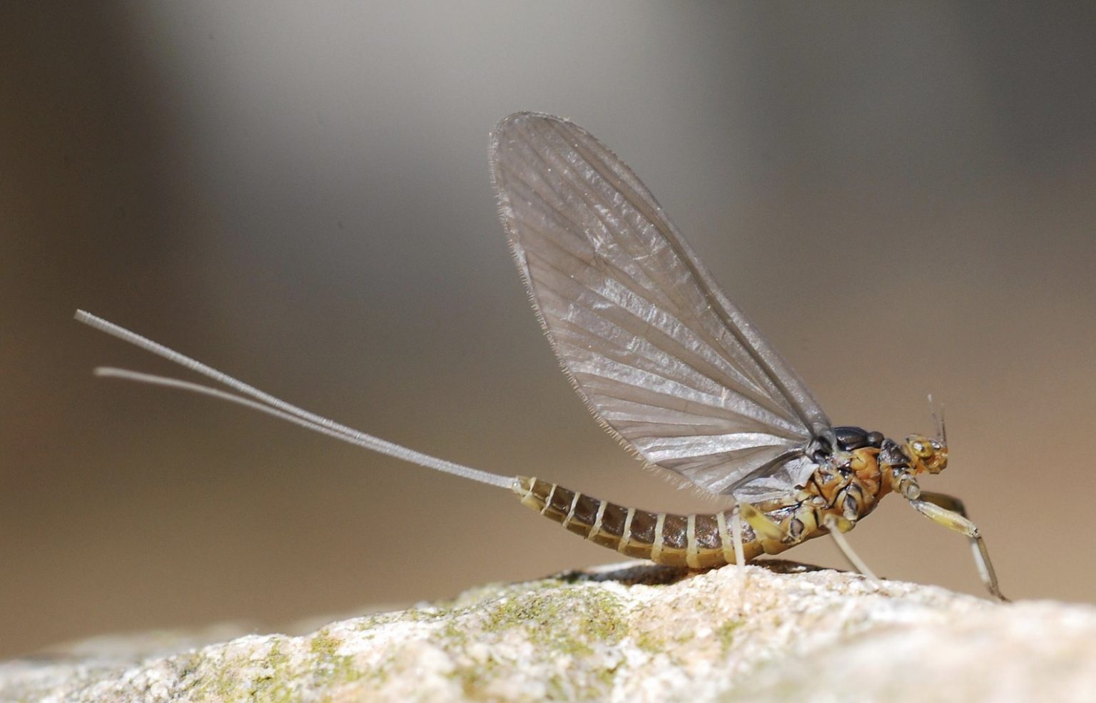 November Bug of the Month: The Baetis - Angler's Covey