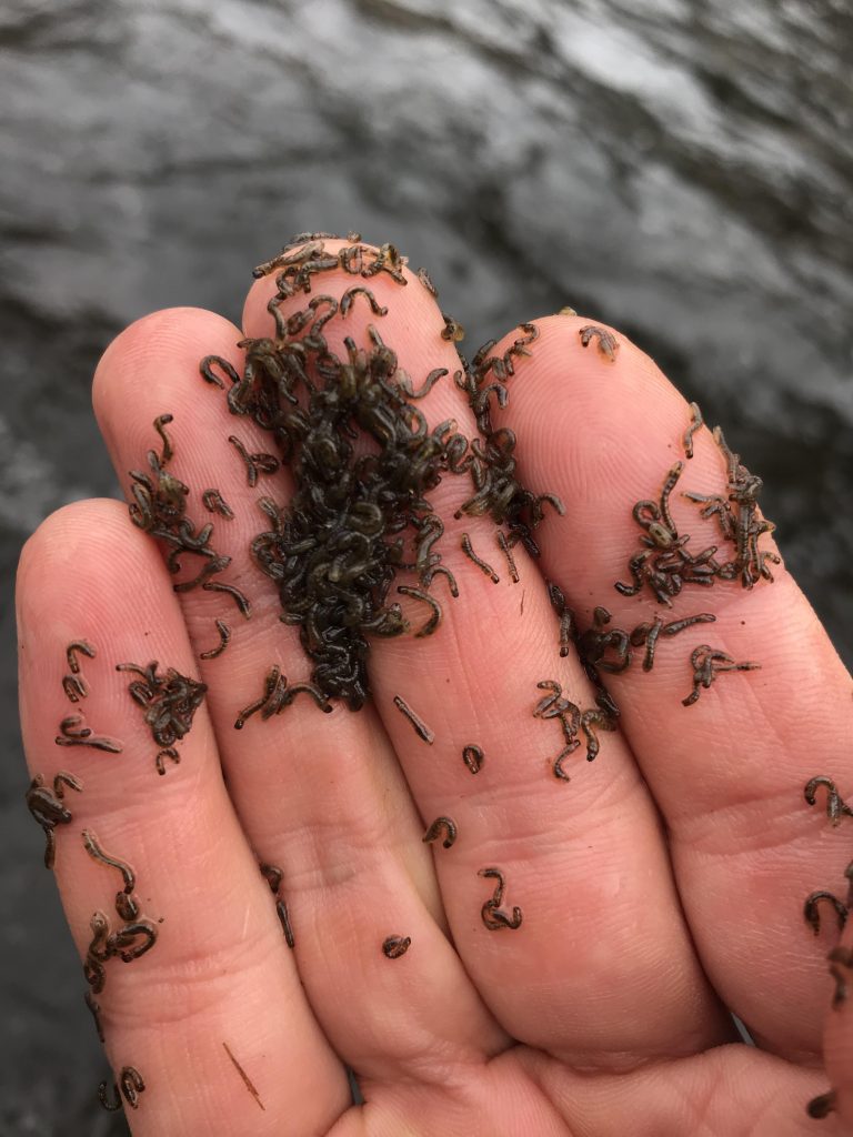 Bug of the Month: The Often Ignored Blackfly Larvae - Angler's Covey