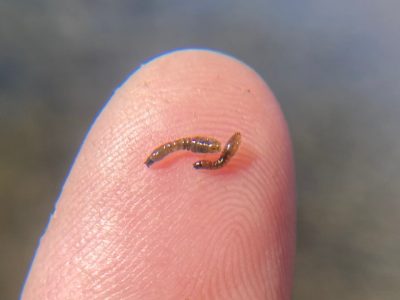 Bug of the Month: The Often Ignored Blackfly Larvae - Angler's Covey