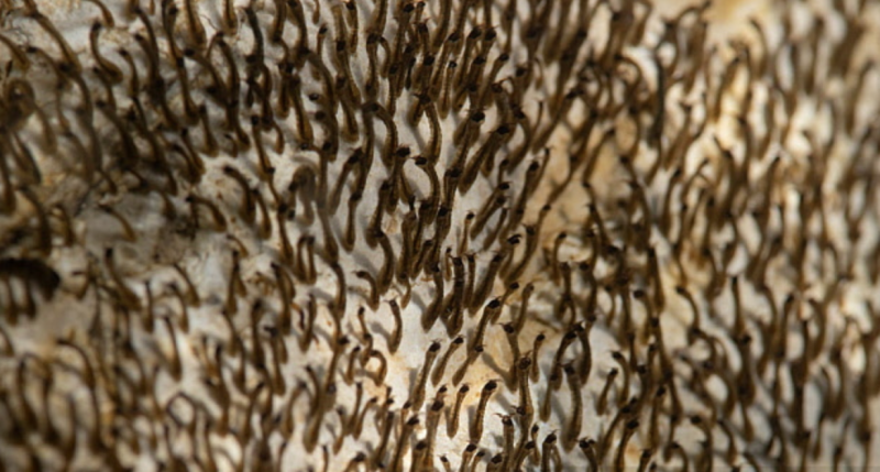 Bug of the Month: The Often Ignored Blackfly Larvae - Angler's Covey